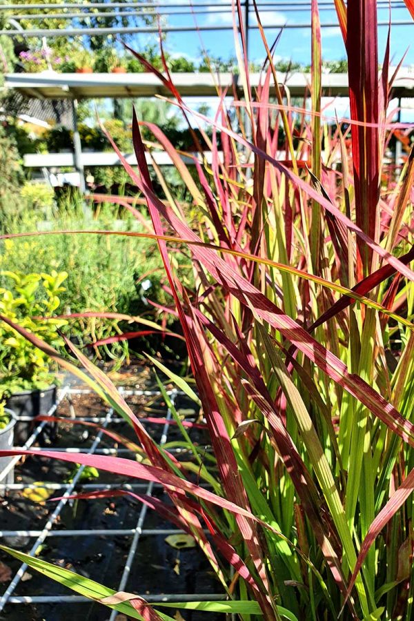 Магазин - Градински център София - Про Плантс ЕООД