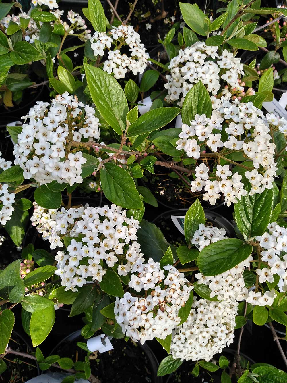 Калина - Viburnum carlesii - proplants-garden.com