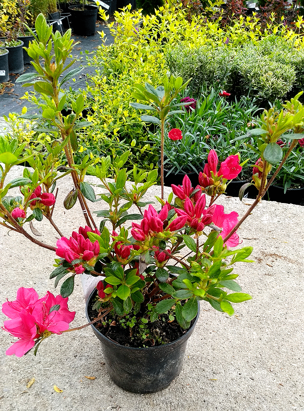 Азалия, червена- Azalea jap. 'Maruschka' - proplants-garden.com