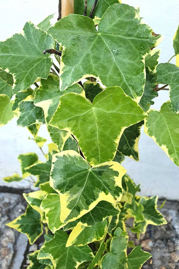 Начало - Градински център София - Про Плантс ЕООД